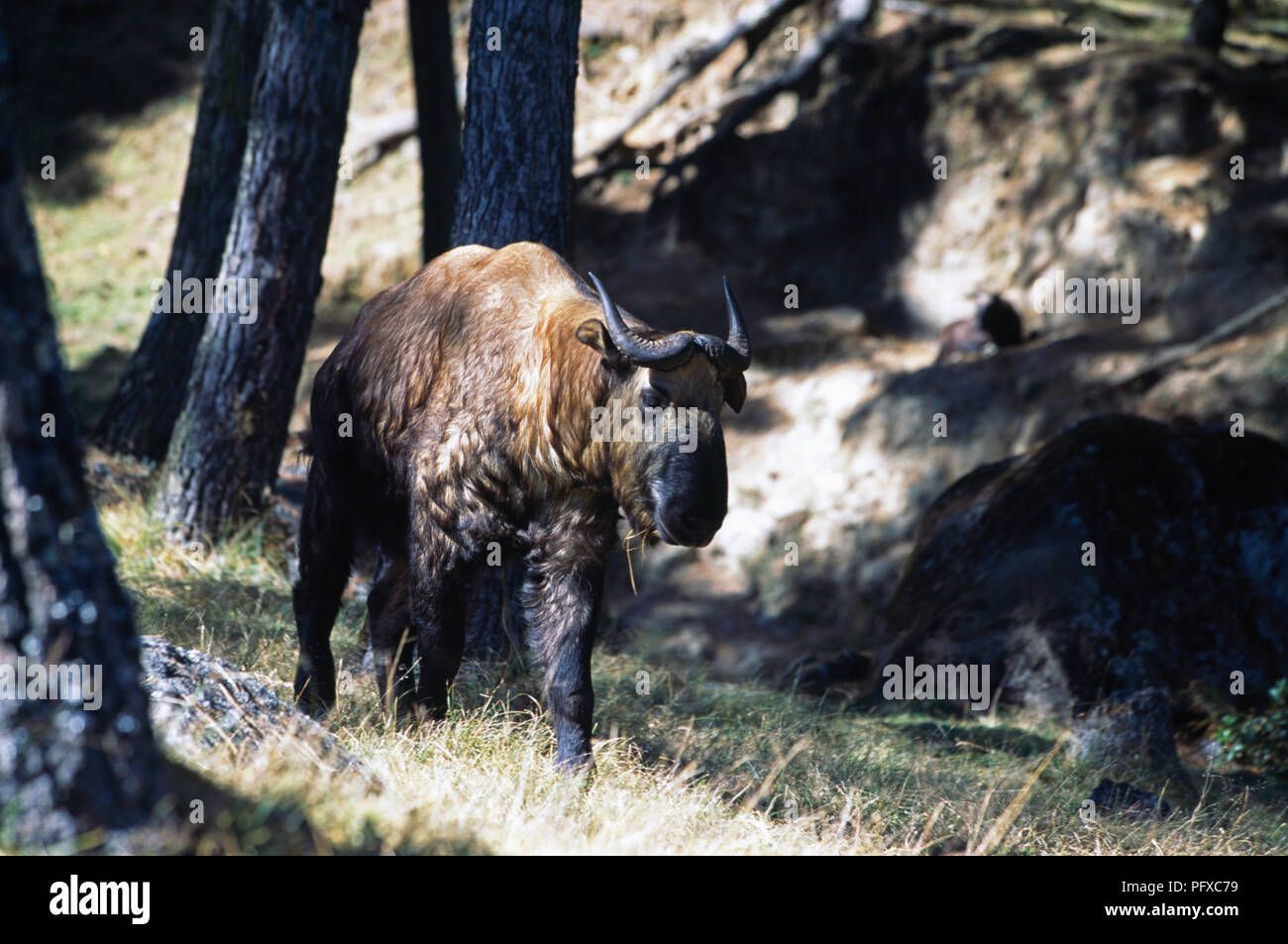 The Takin, Bhutan's national animal near Thimpu in Bhutan Stock Photo ...