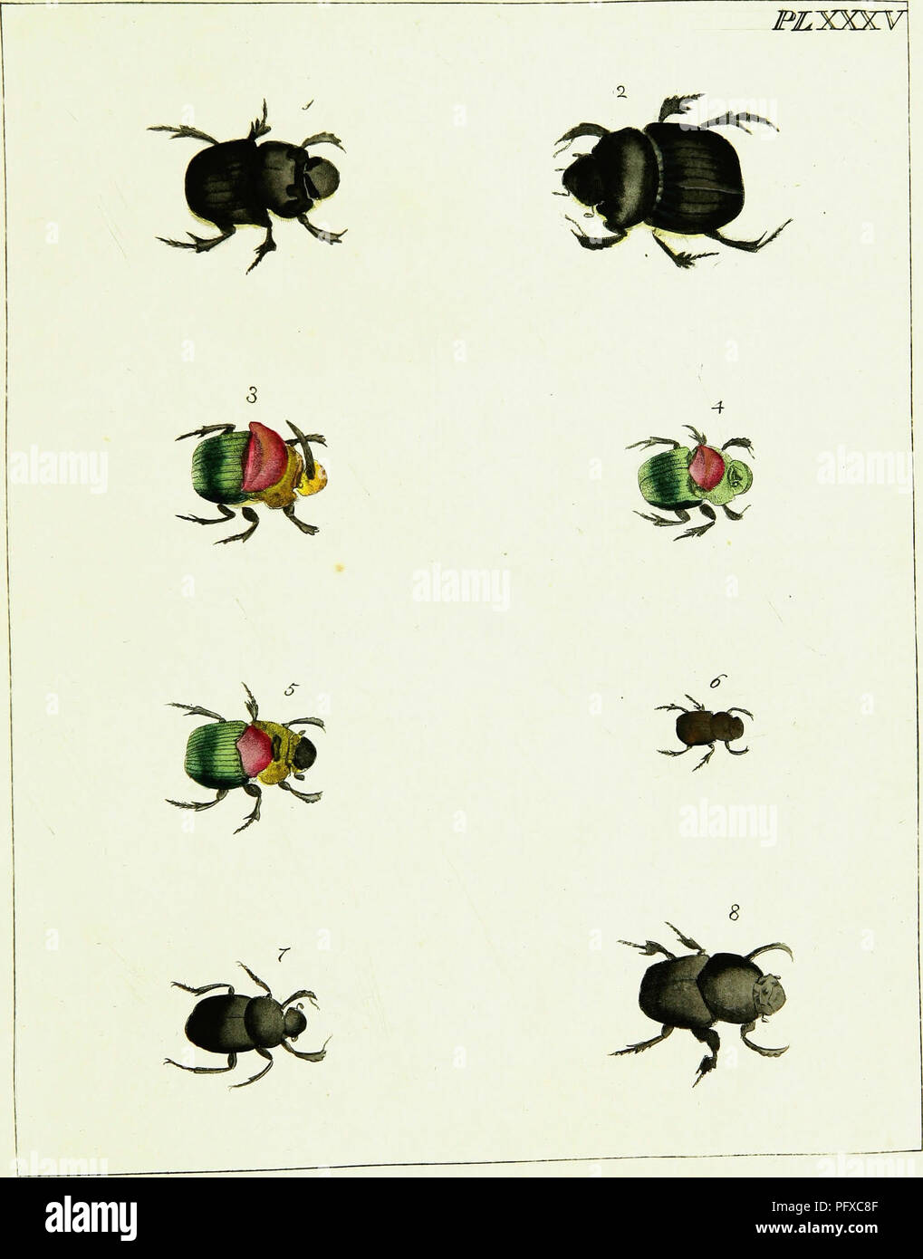 This work provides illustrations and descriptions of over 240 exotic ...