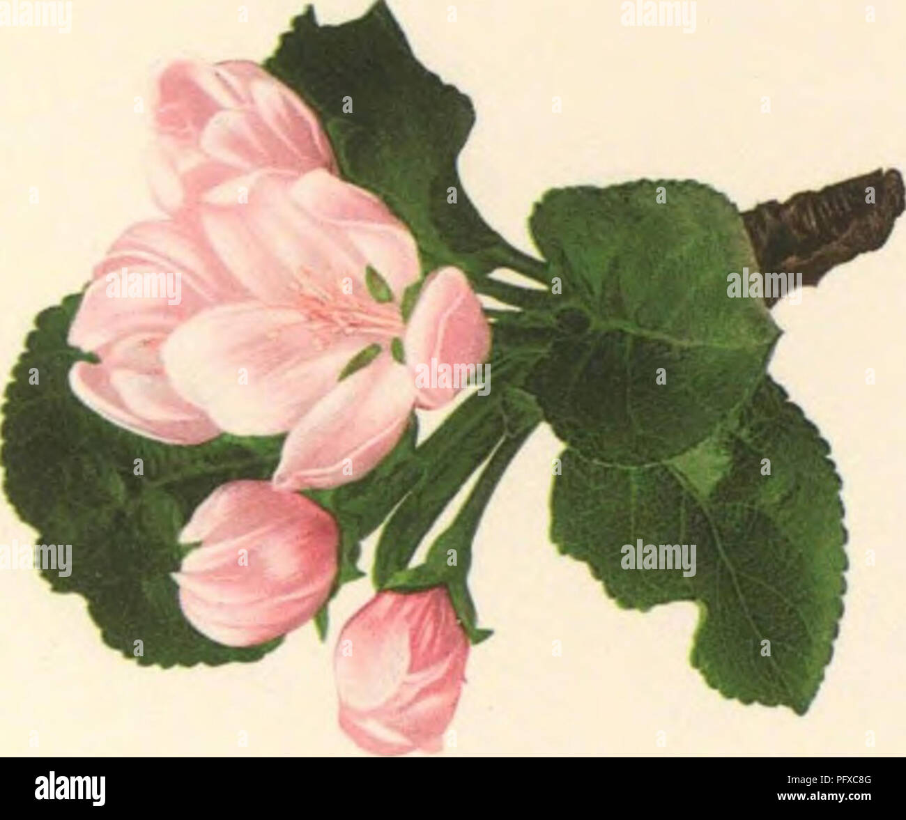 This work focuses on the biology of the Eupithecia genus of moths ...