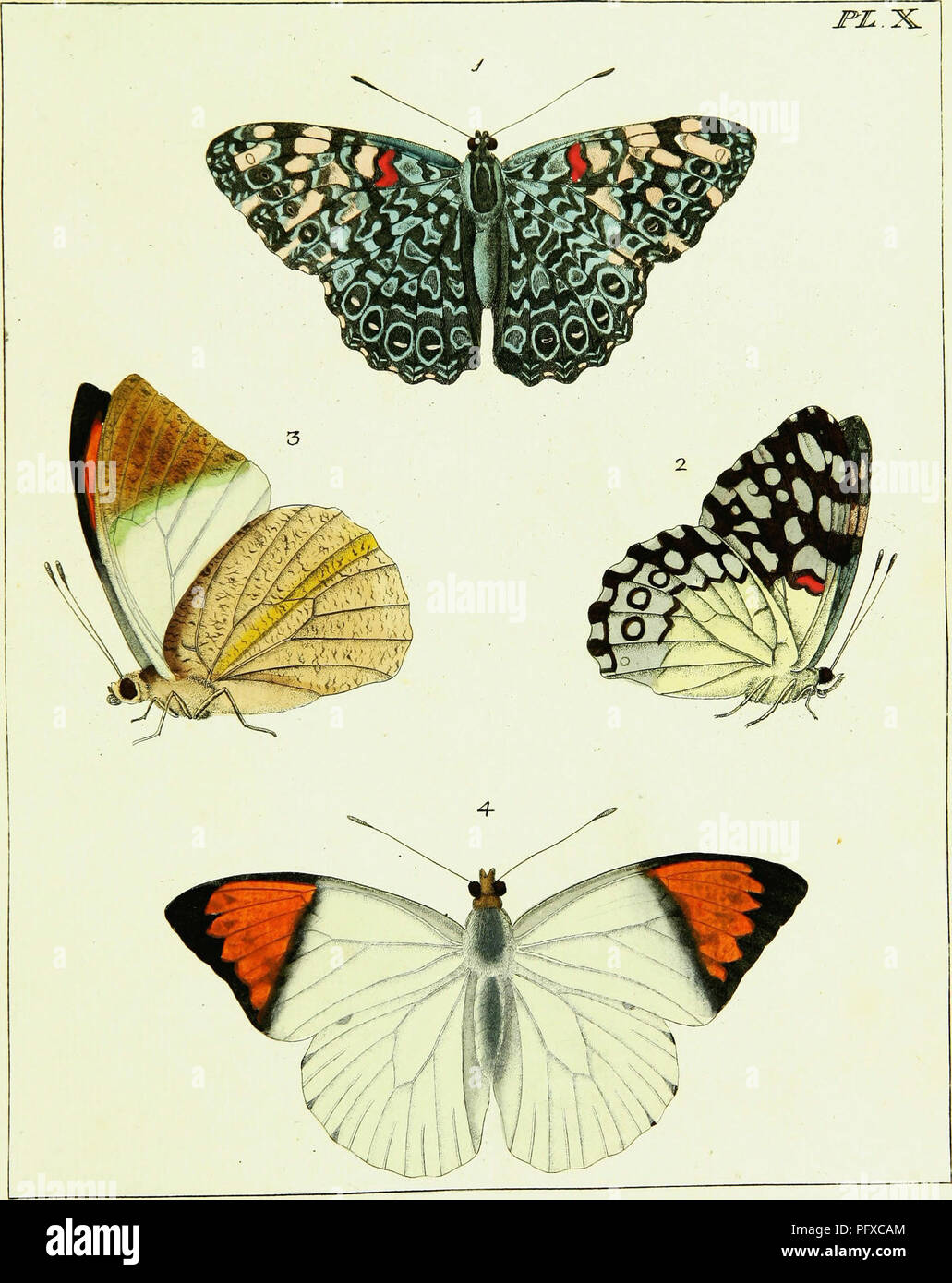This work, 'Illustrations of Natural History,' presents over 240 ...