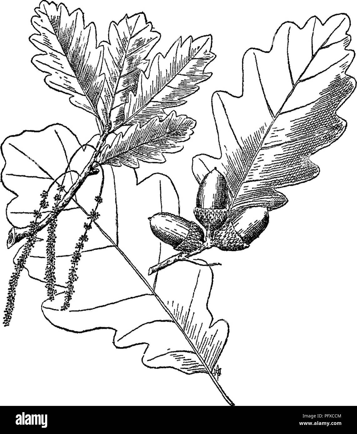 Quercus Virginiana Drawing