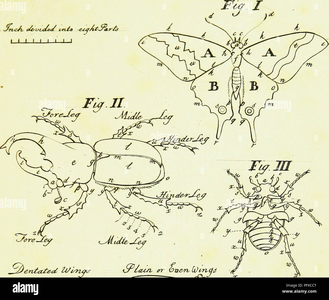 This work features over two hundred and forty illustrations of exotic ...