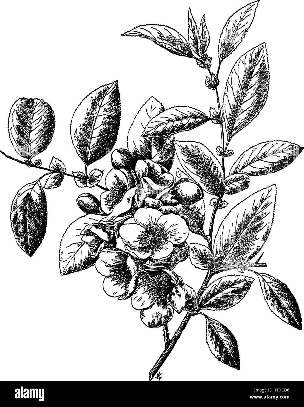 Buttonwood tree trees hi-res stock photography and images - Alamy