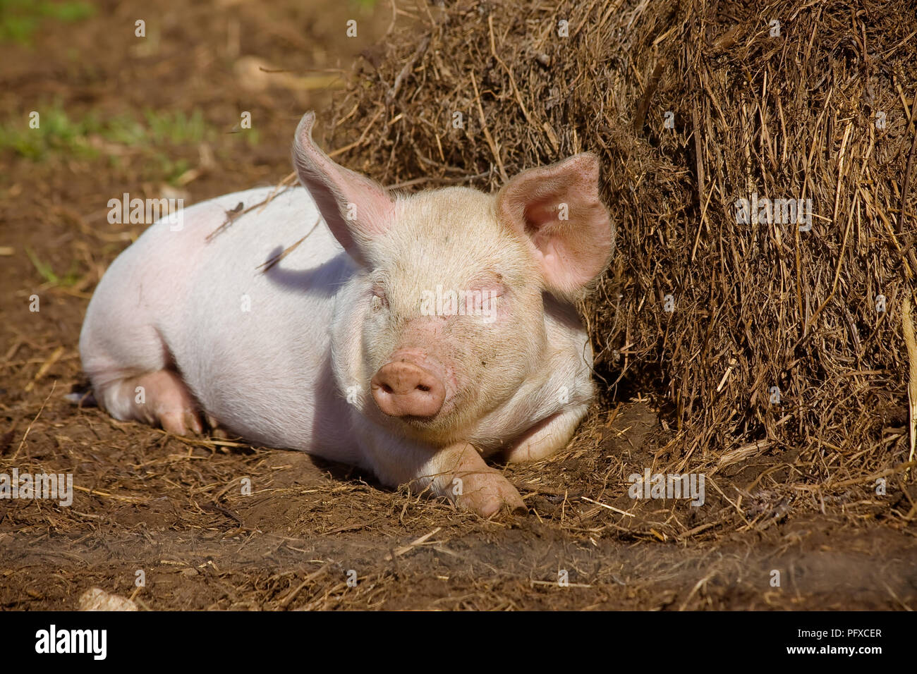 Piglet in mud hi-res stock photography and images - Alamy