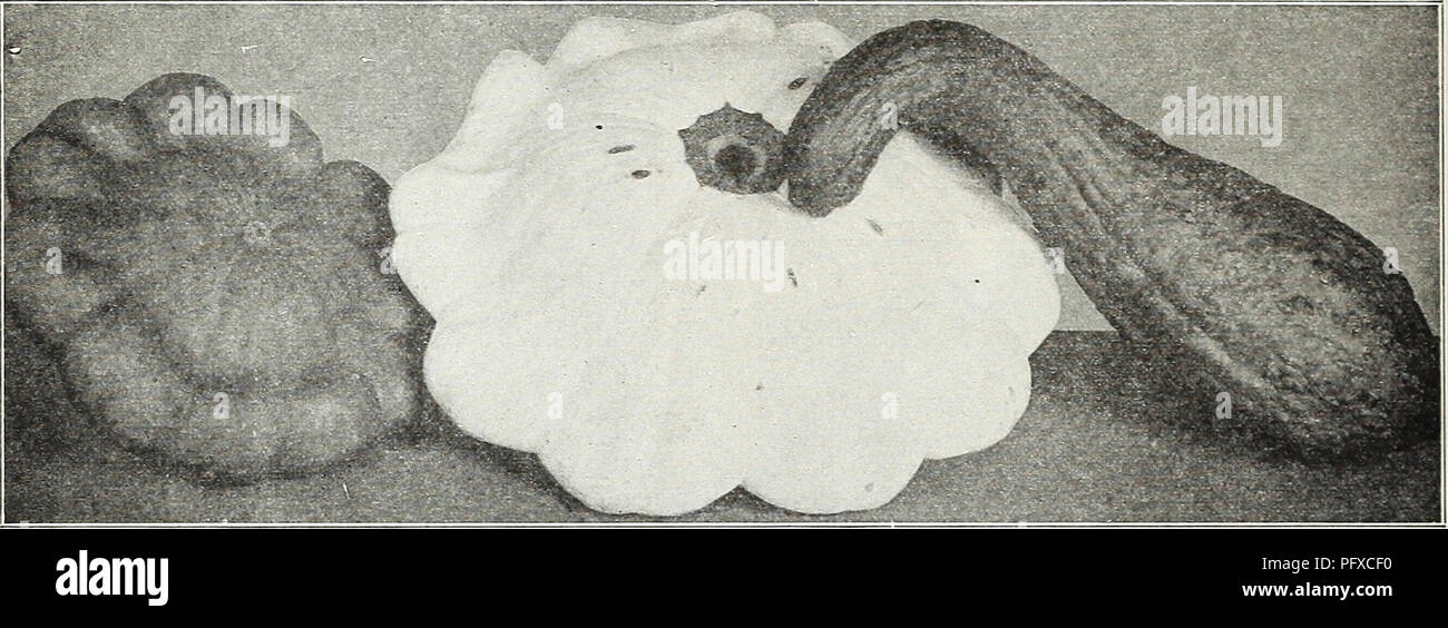 Gardening catalog detailing squash planting techniques, focusing on ...