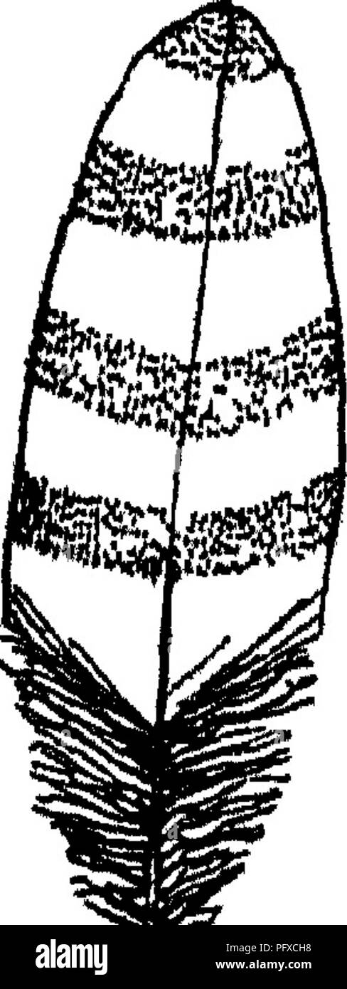 This work provides a detailed guide for identifying types and breeds of ...