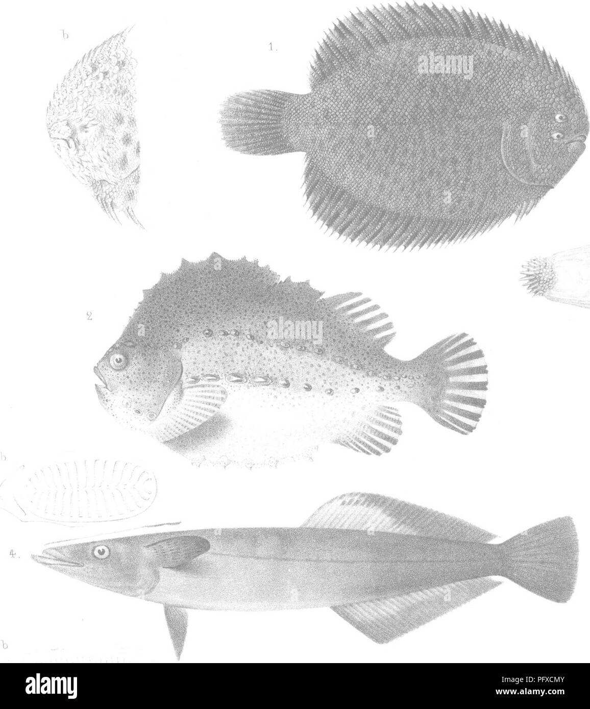 ‘A History of the Fishes of Massachusetts’ by David Humphreys Storer ...