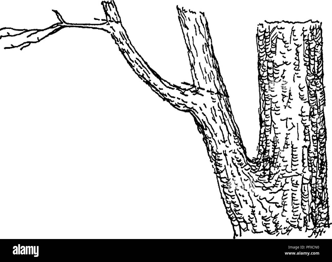 This work provides guidance on the care and maintenance of trees in ...