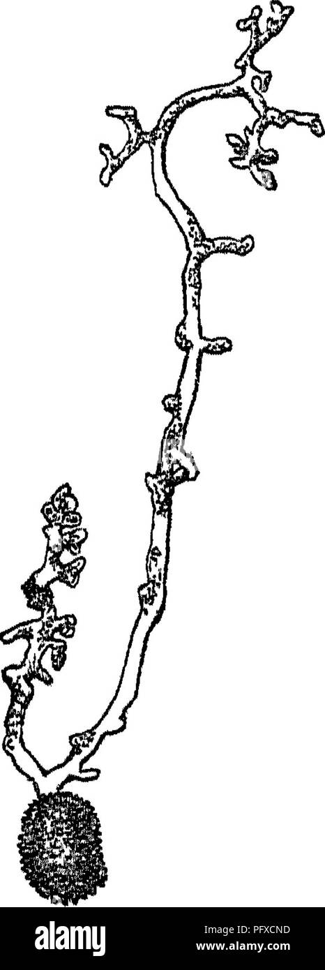 This text explores timber diseases, focusing on the pine-blister ...