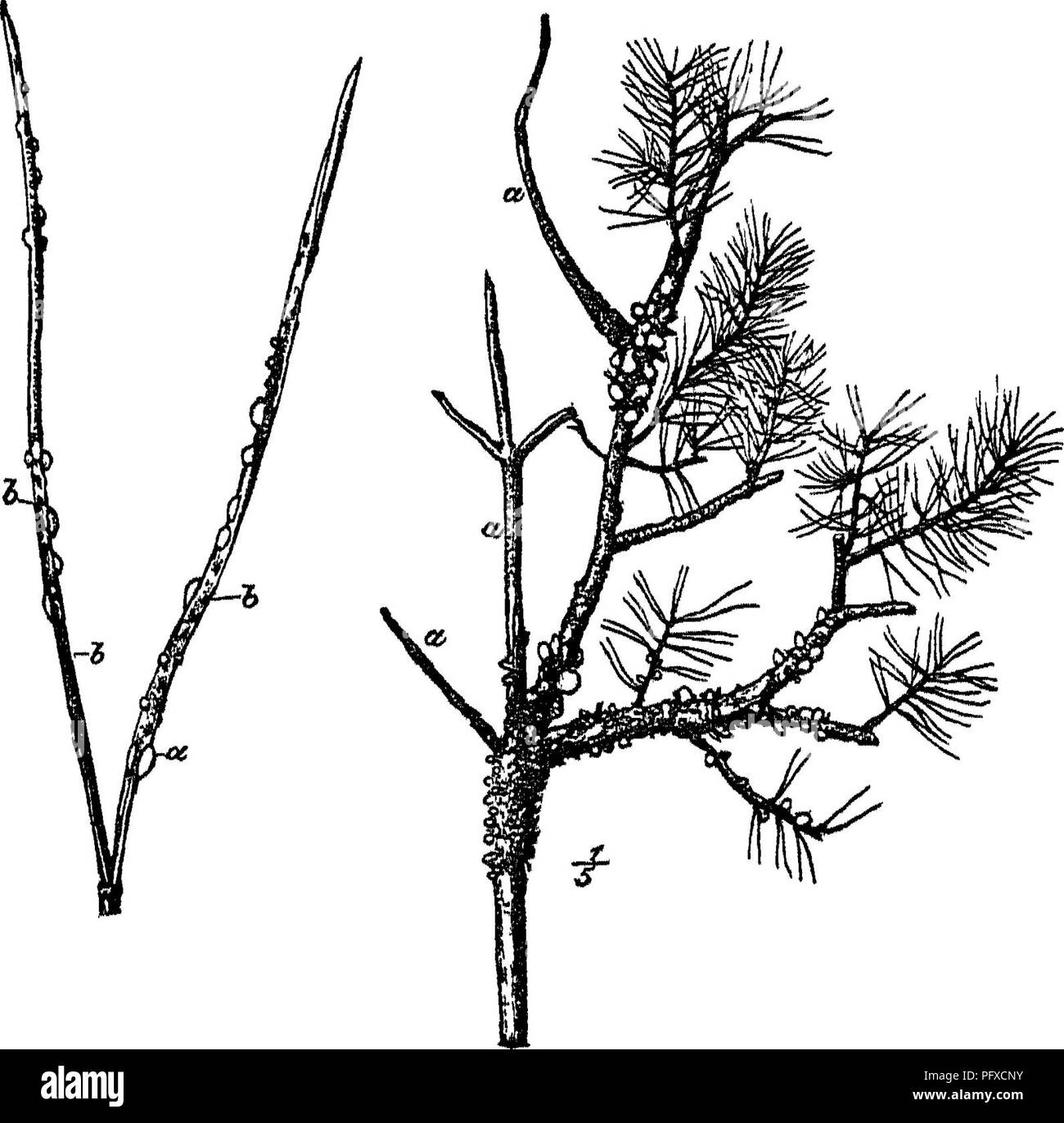 This work addresses various diseases affecting timber trees, focusing ...