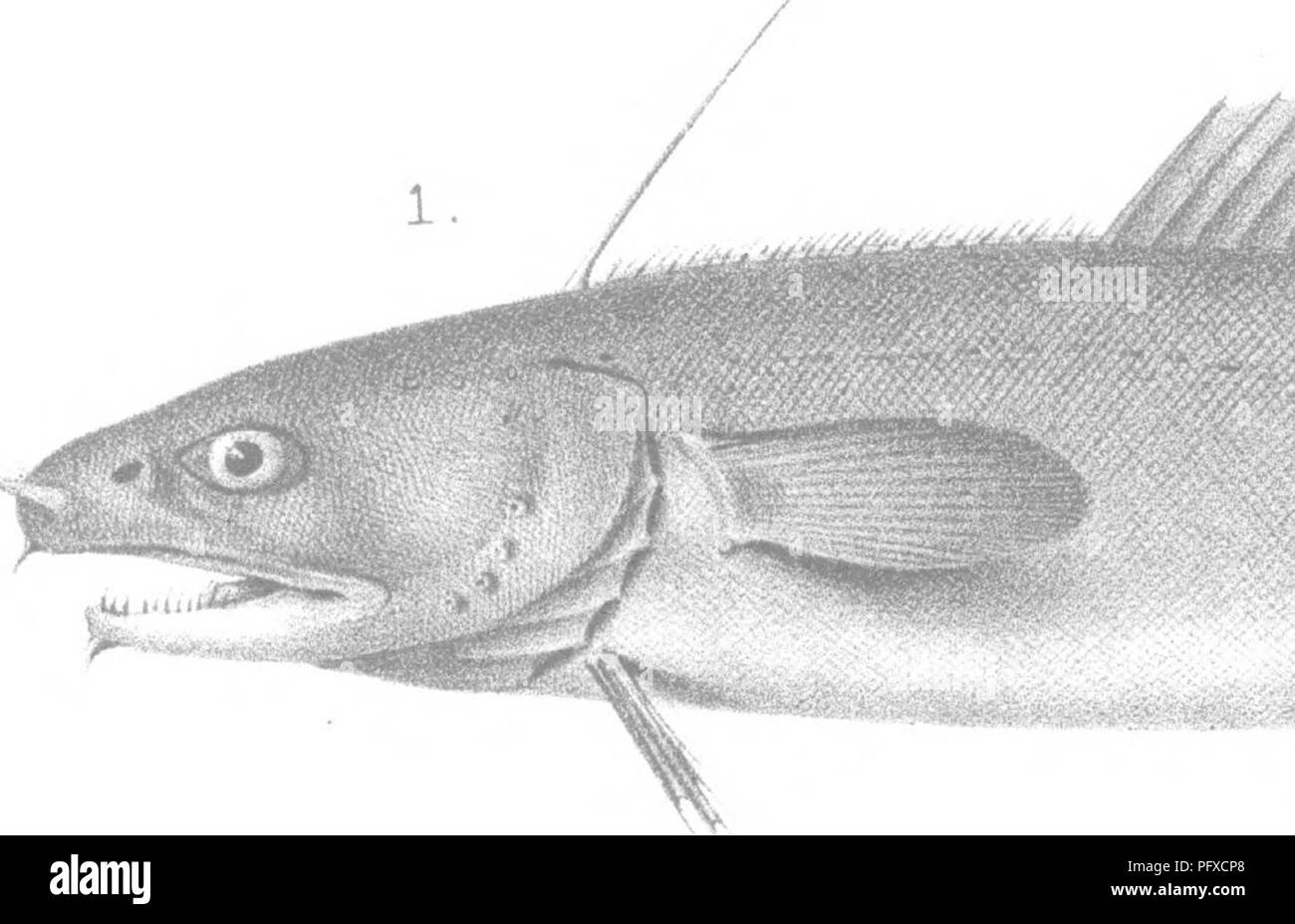 A History of the Fishes of Massachusetts by David Humphreys Storer ...