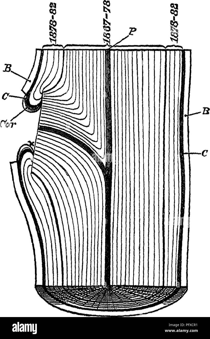 Cambium layers hi-res stock photography and images - Alamy