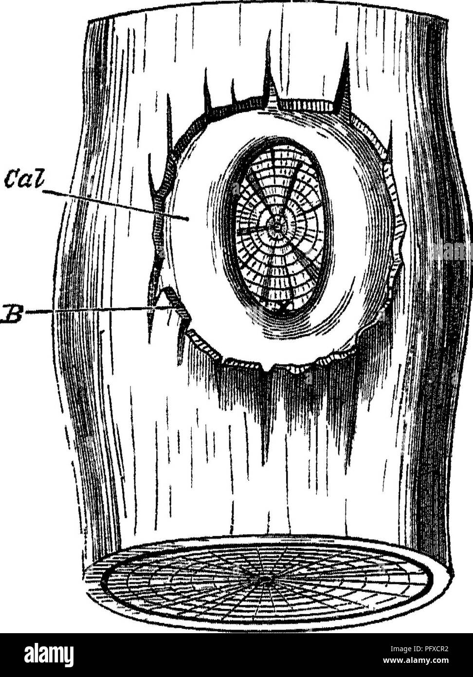 Healing wounds Black and White Stock Photos & Images - Alamy