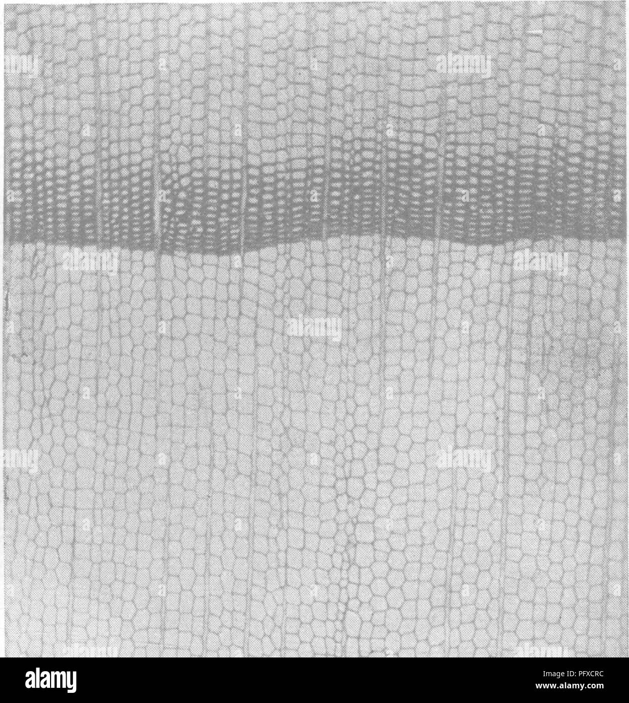 Sequoia rings hi-res stock photography and images - Alamy