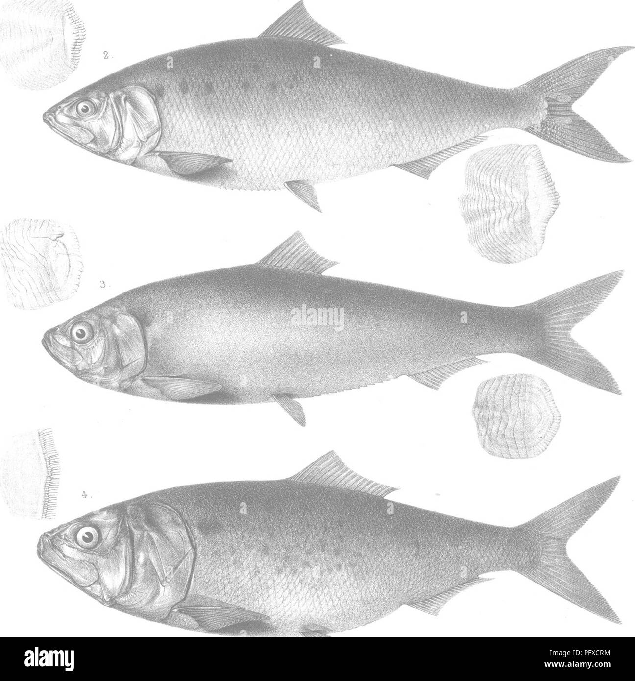 David Humphreys Storer's historical work details various fish species ...