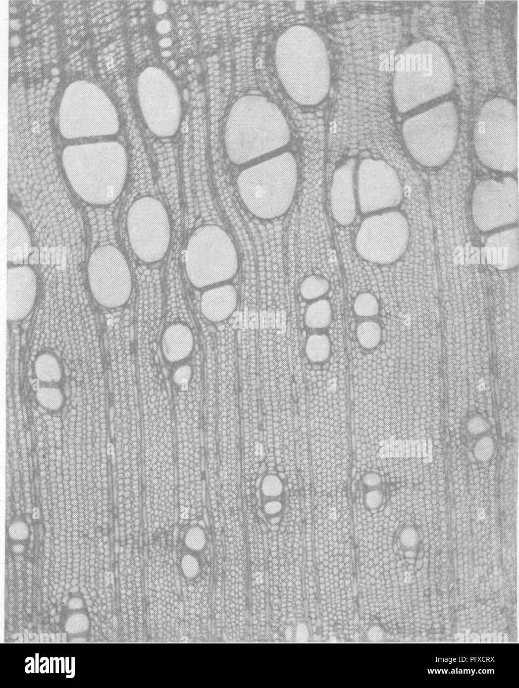 Structure As Seen Through A Microscope High Resolution Stock ...