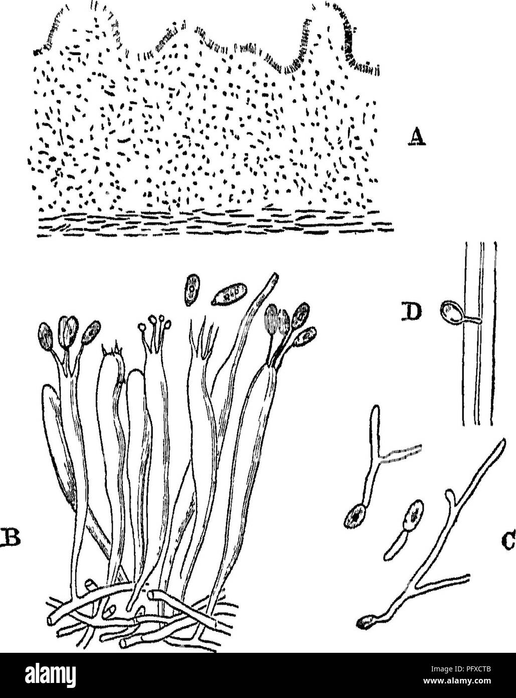 This image illustrates the biological structure of timber diseases ...