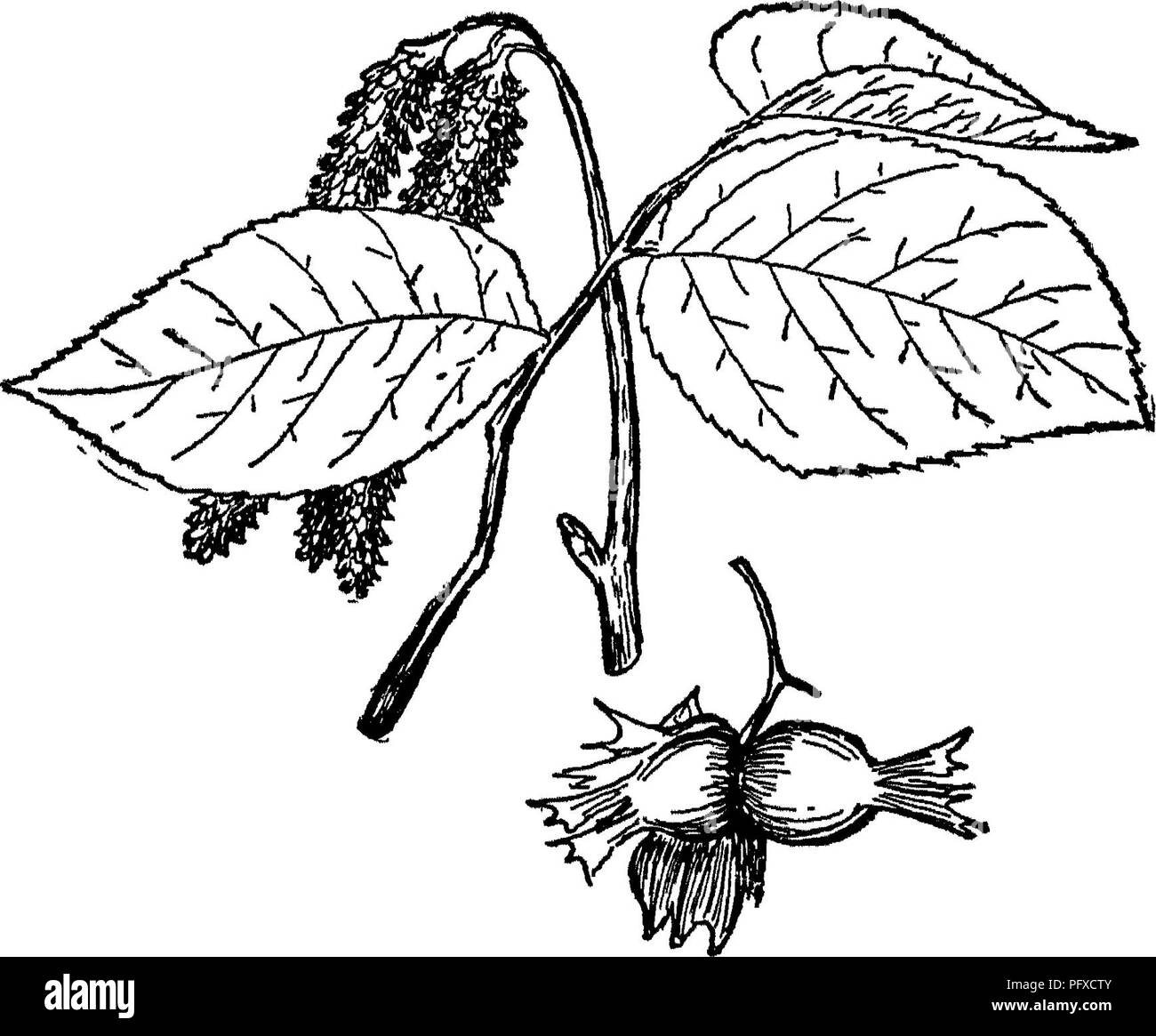 This text provides detailed illustrations of the leaf, flower, and ...