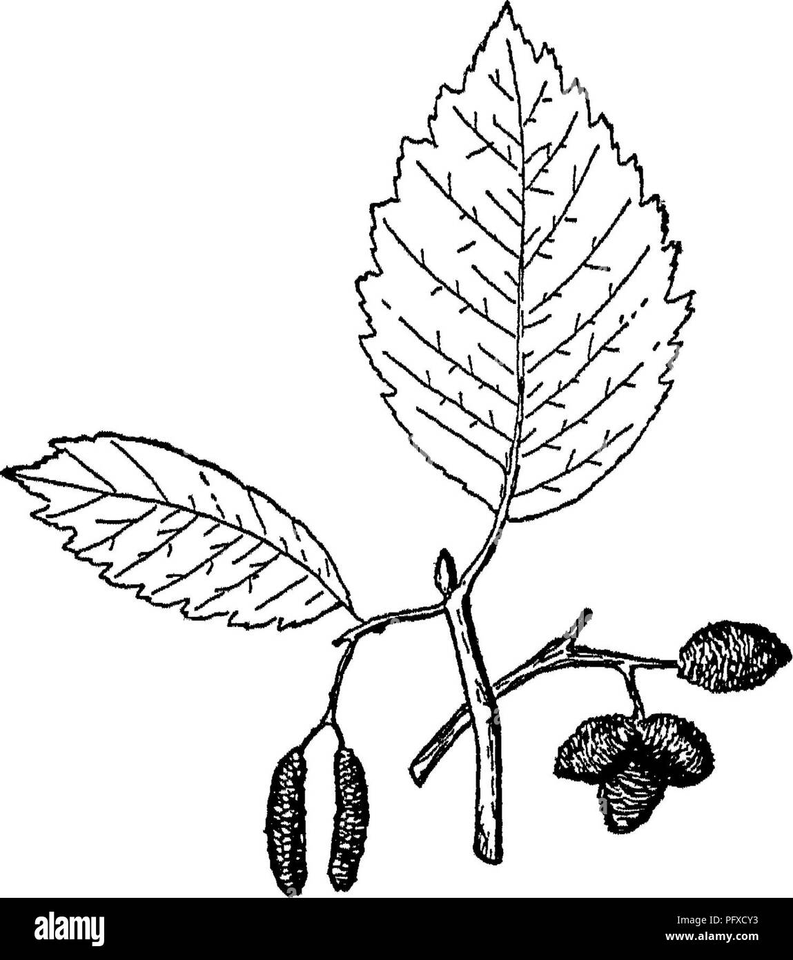 Common alder autumn Black and White Stock Photos & Images - Alamy