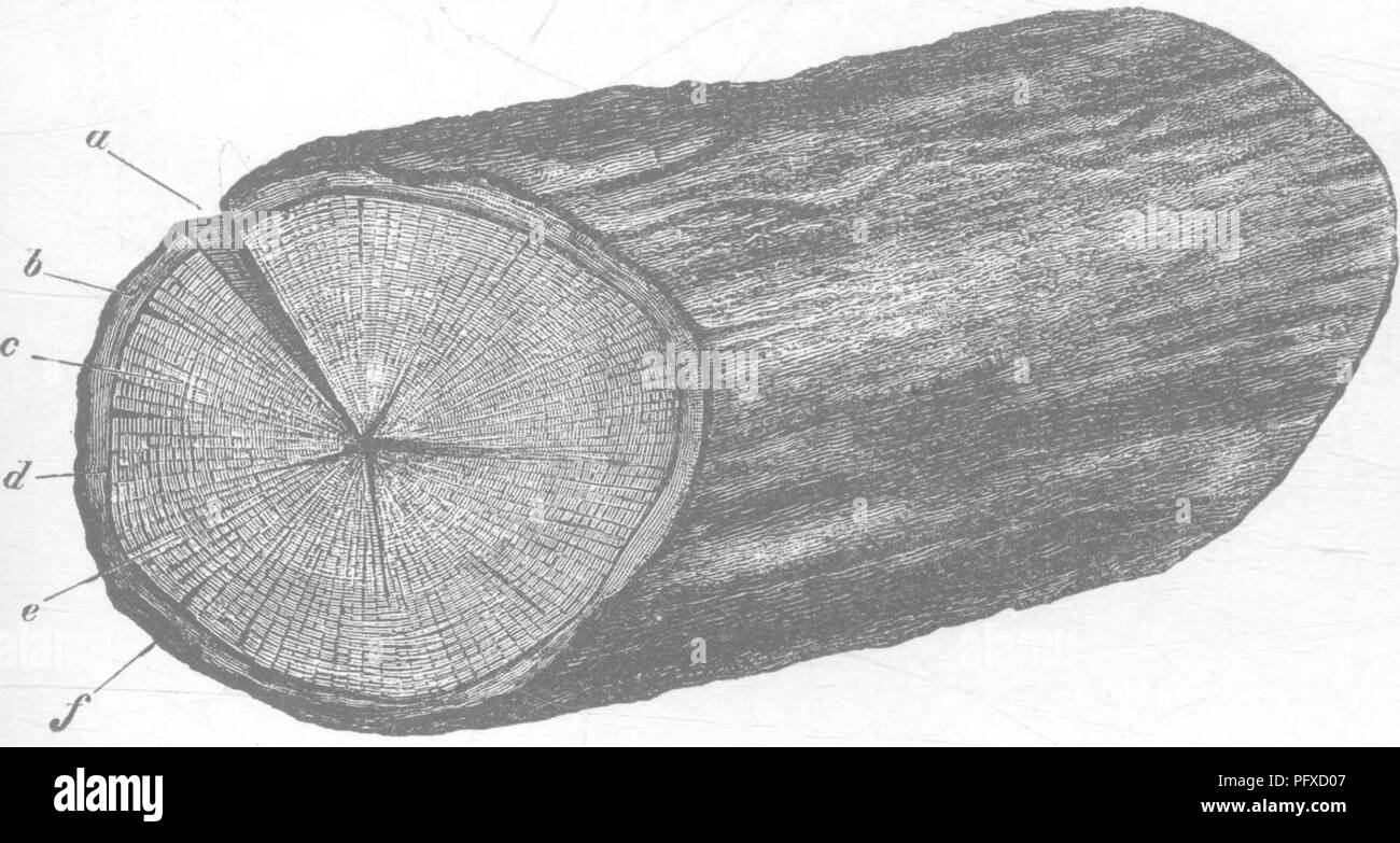 . Timber and some of its diseases. Timber; Trees. I.] GENERAL ...