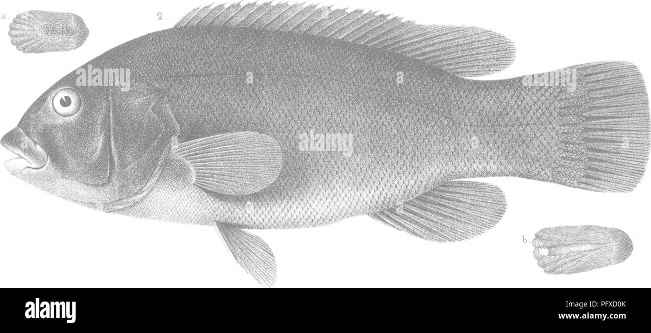 A historical examination of the fish species of Massachusetts ...