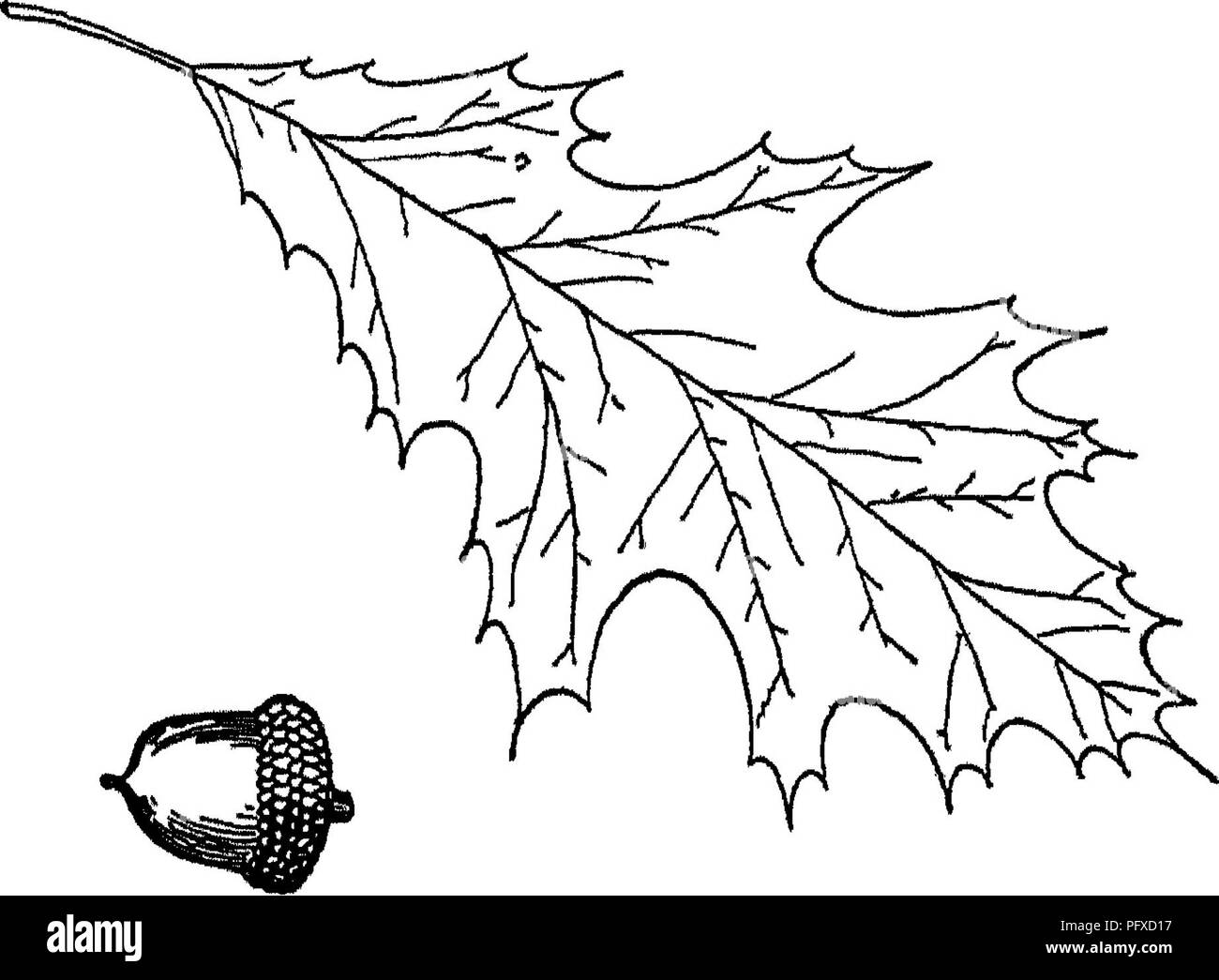 This text discusses characteristics of two types of oak trees: Quercus ...