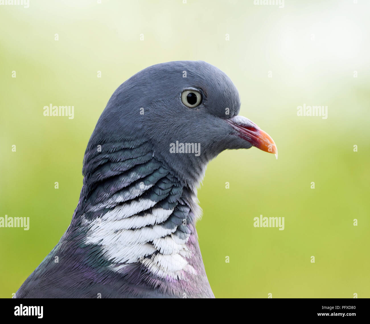 Pigeon white back ground hi-res stock photography and images - Alamy