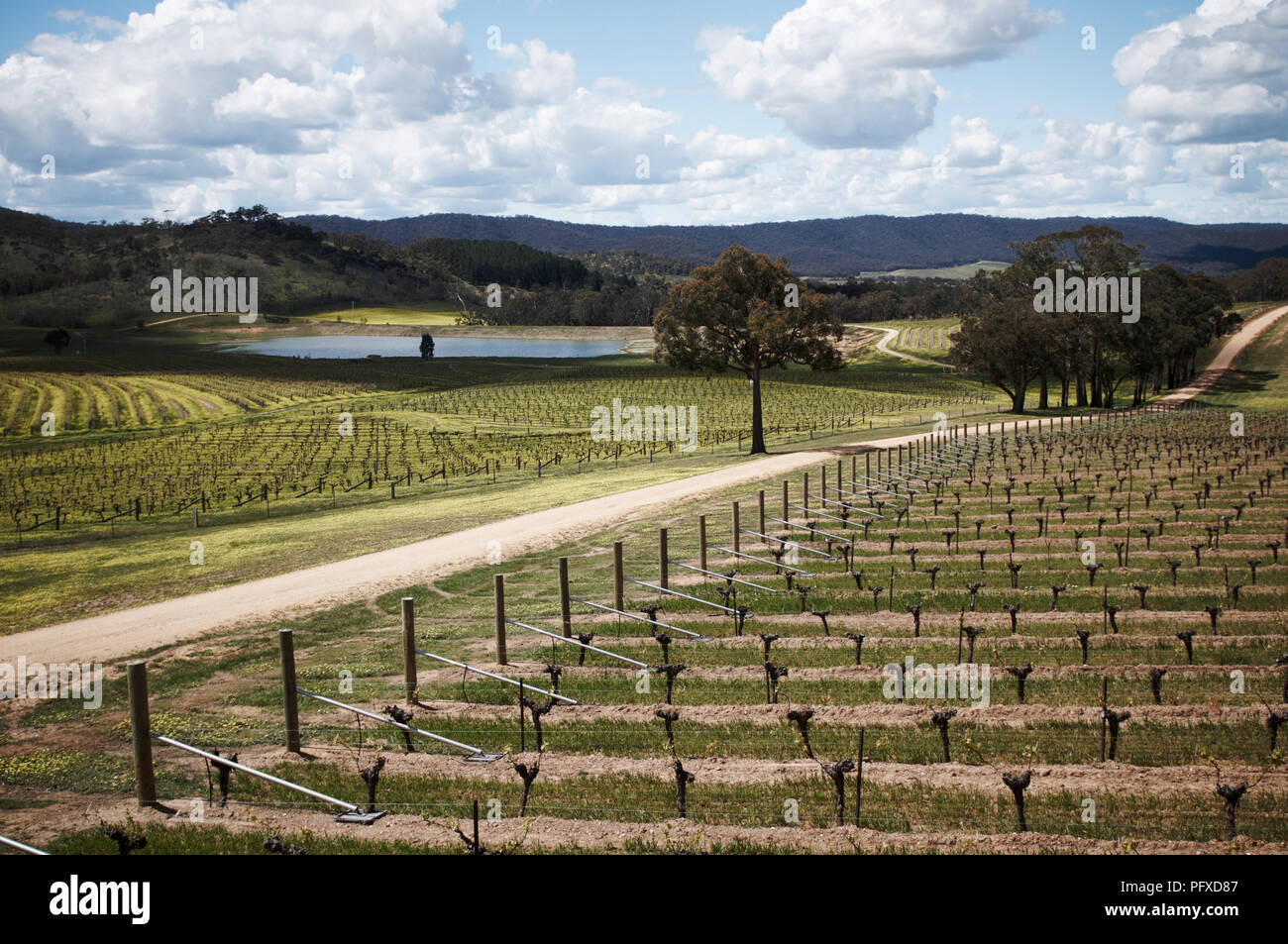 Vine in a vineyard in the Pyrenees of Victoria, Australia Stock Photo ...