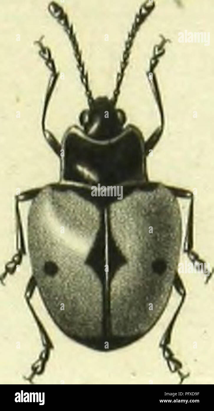 This illustration from the Histoire naturelle des insectes shows ...