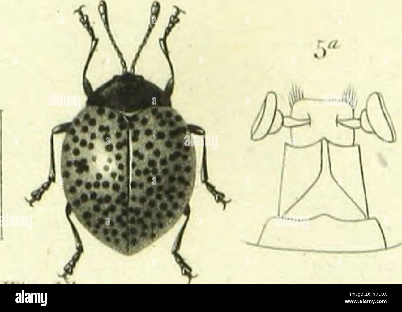 This work provides a systematic and critical overview of beetle genera ...