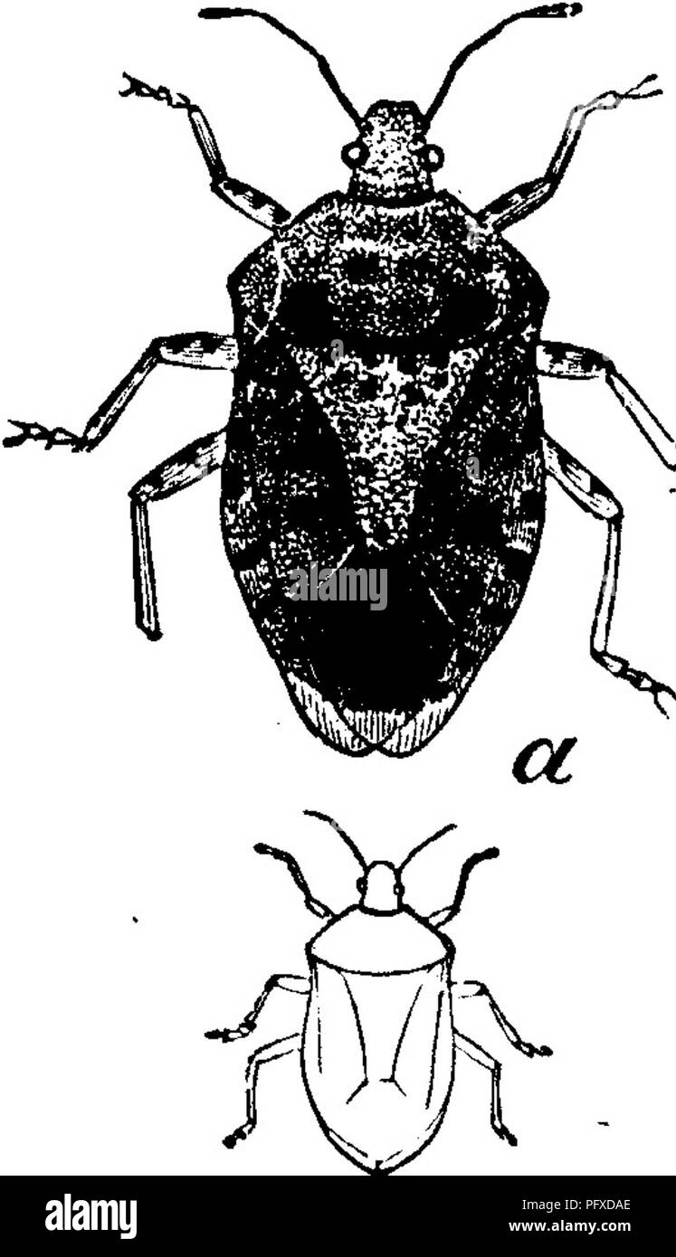 Walsh outline hi-res stock photography and images - Alamy