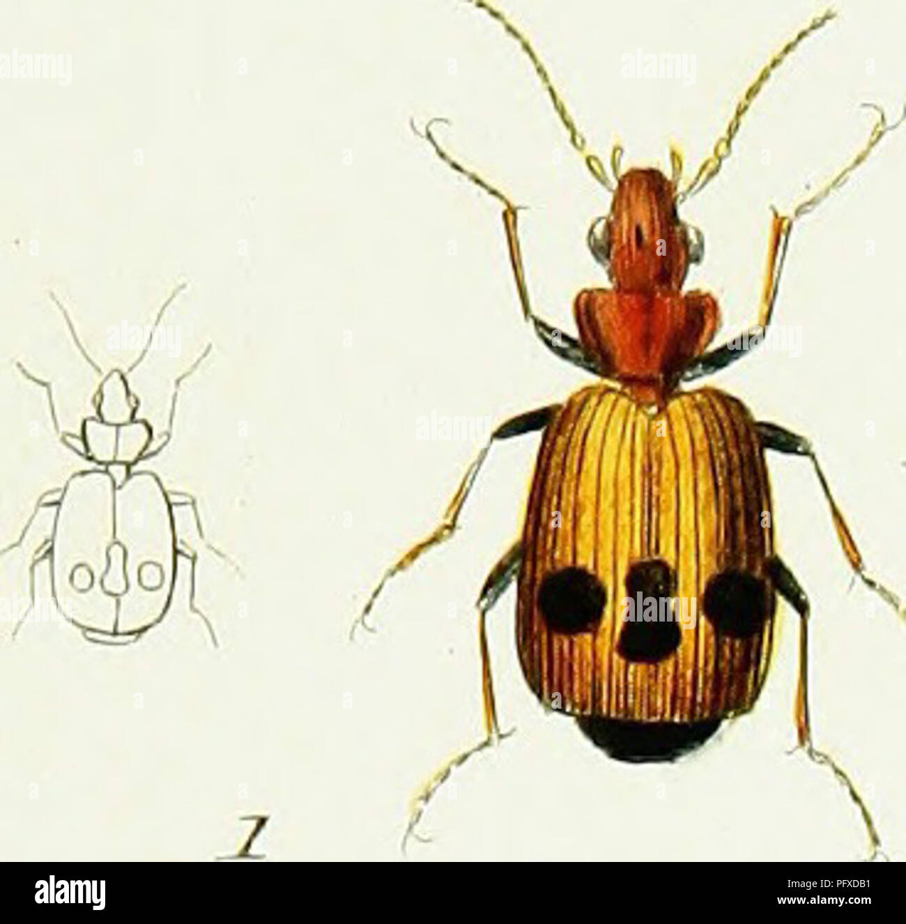 A detailed iconography and natural history of European beetles ...