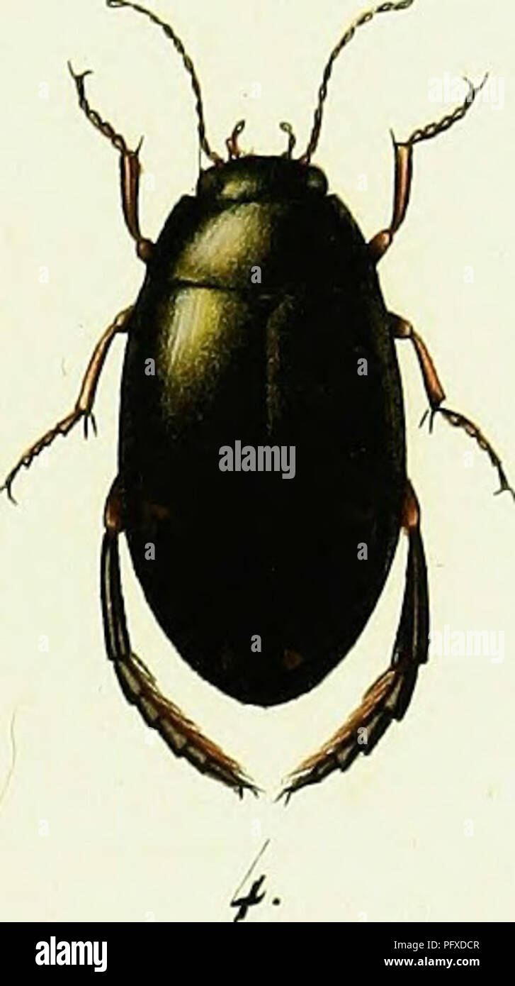 An iconographic work detailing the natural history of European beetles ...