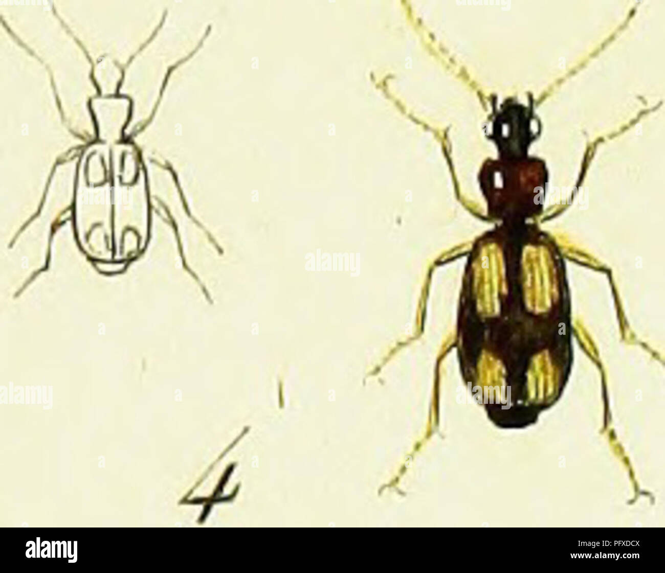 This work provides a detailed illustration and natural history of ...