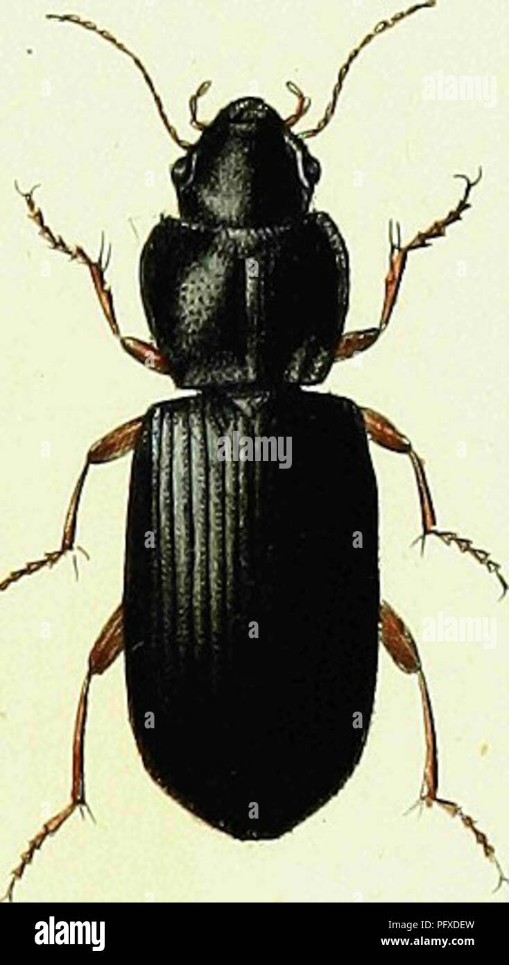 This is a natural history and iconography of European beetles ...