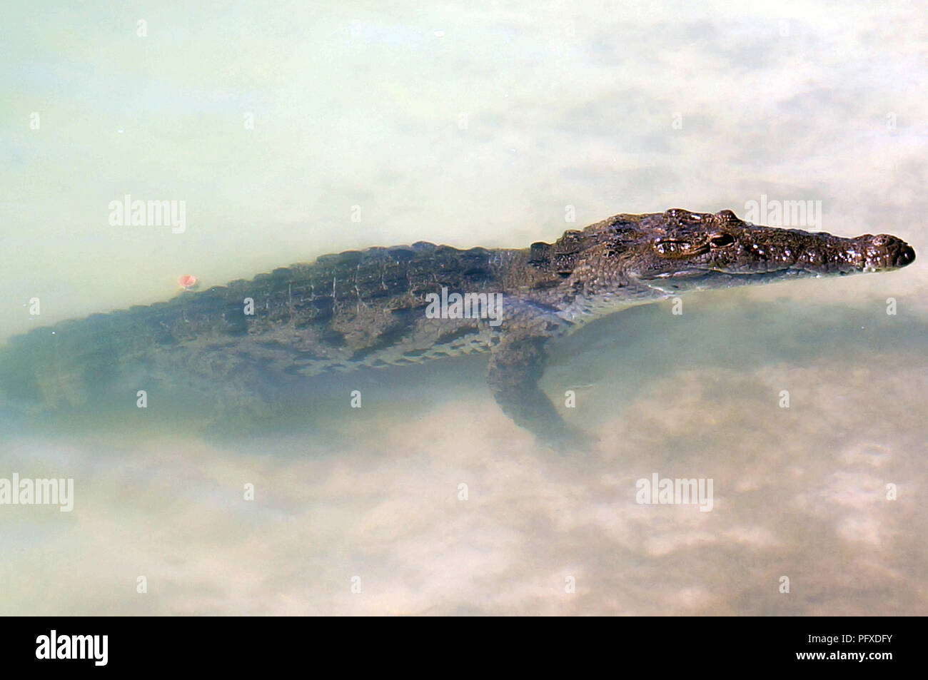 Alligator creek hi-res stock photography and images - Alamy