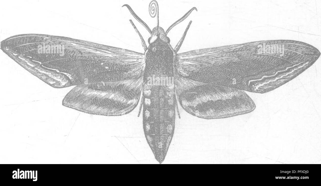 This book provides a detailed look at insects harmful to fruits ...