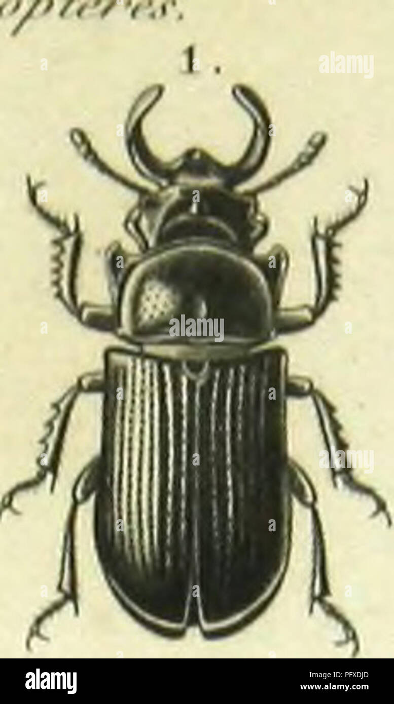 This work on the natural history of beetles presents a systematic ...