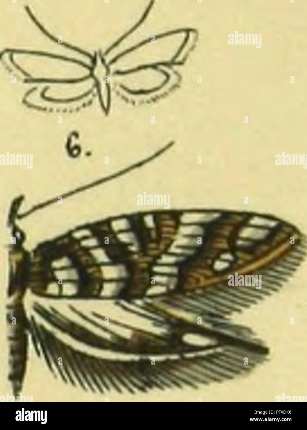 Intricacy of butterfly anatomy hi-res stock photography and images - Alamy