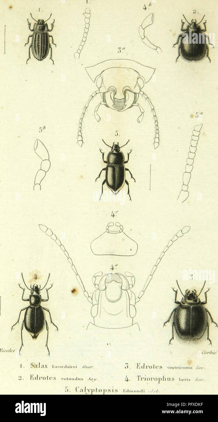 This image is part of a detailed work on the classification and natural ...