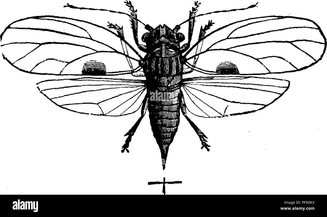 The Pear-tree Psylla, an insect pest, is depicted feeding on the sap of ...