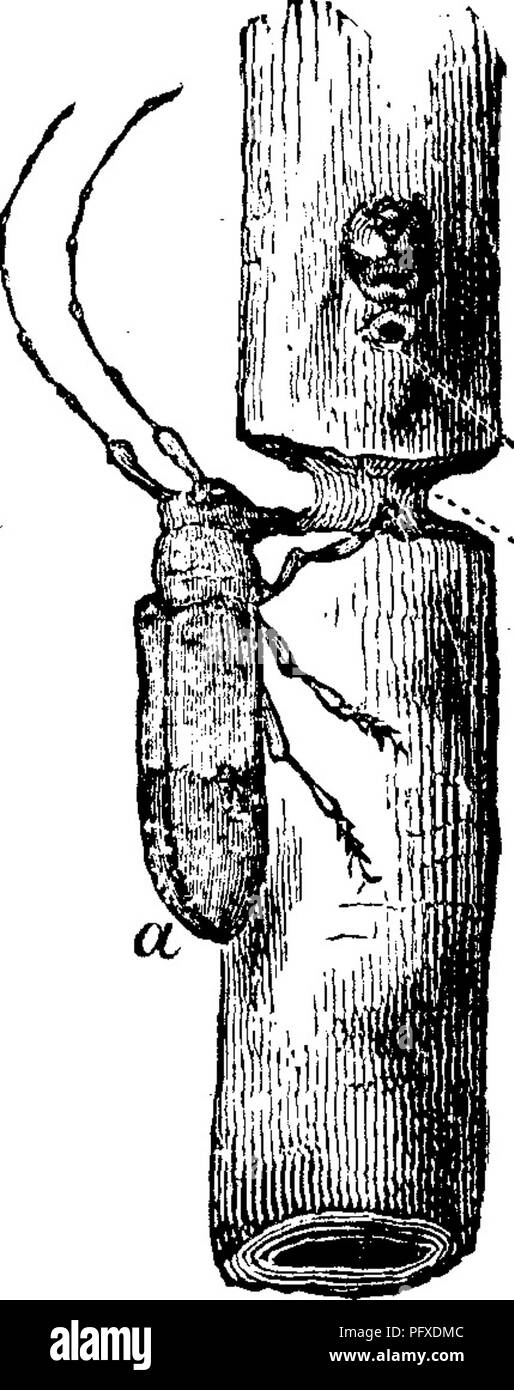 This detailed work illustrates the insects that cause significant ...