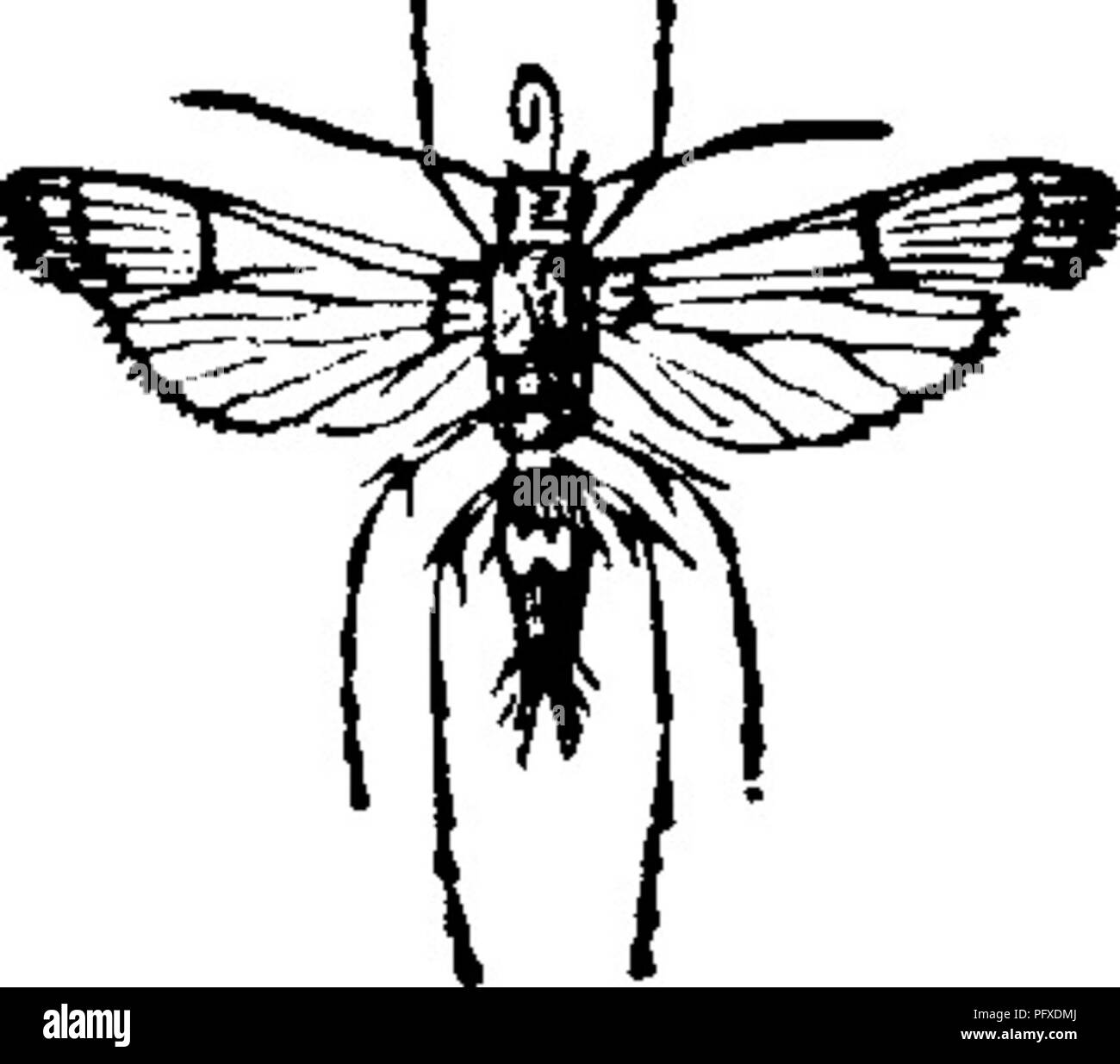 Pear tree pests and diseases Cut Out Stock Images & Pictures - Alamy