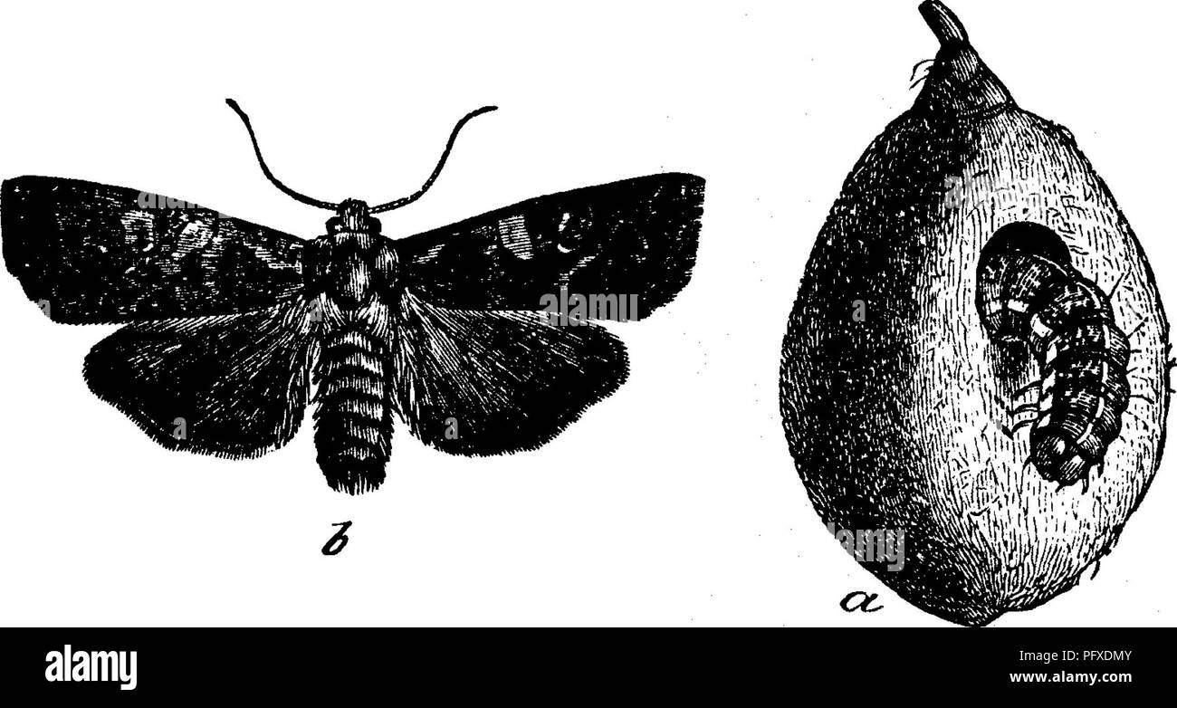 Thrips Black and White Stock Photos & Images - Alamy