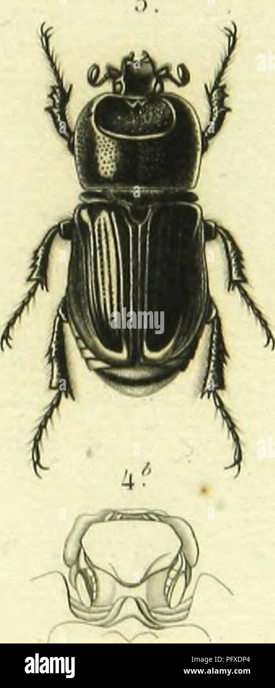 This work provides a comprehensive examination of beetle genera ...