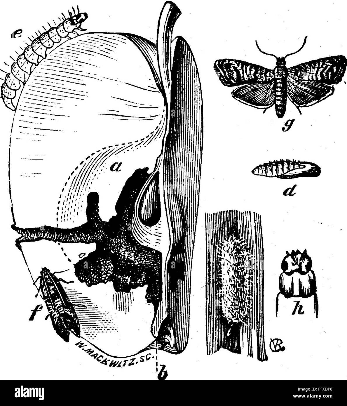 This illustration from a guide to insect pests details the life cycle ...