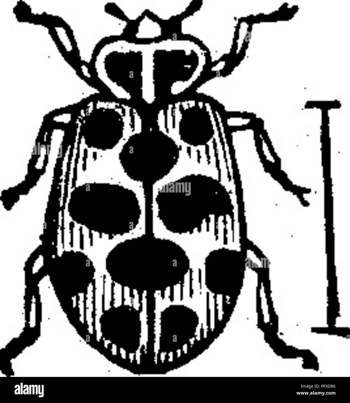 Red spotted insect Black and White Stock Photos & Images - Alamy
