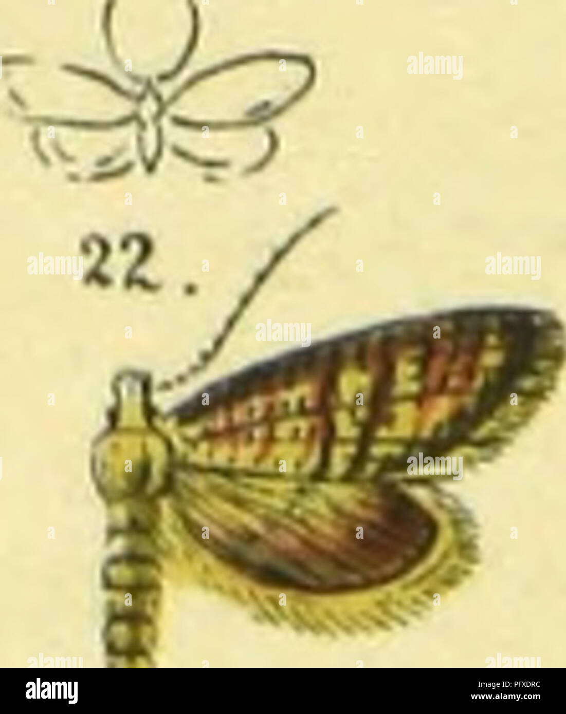 This illustrated work systematically catalogs European butterflies ...