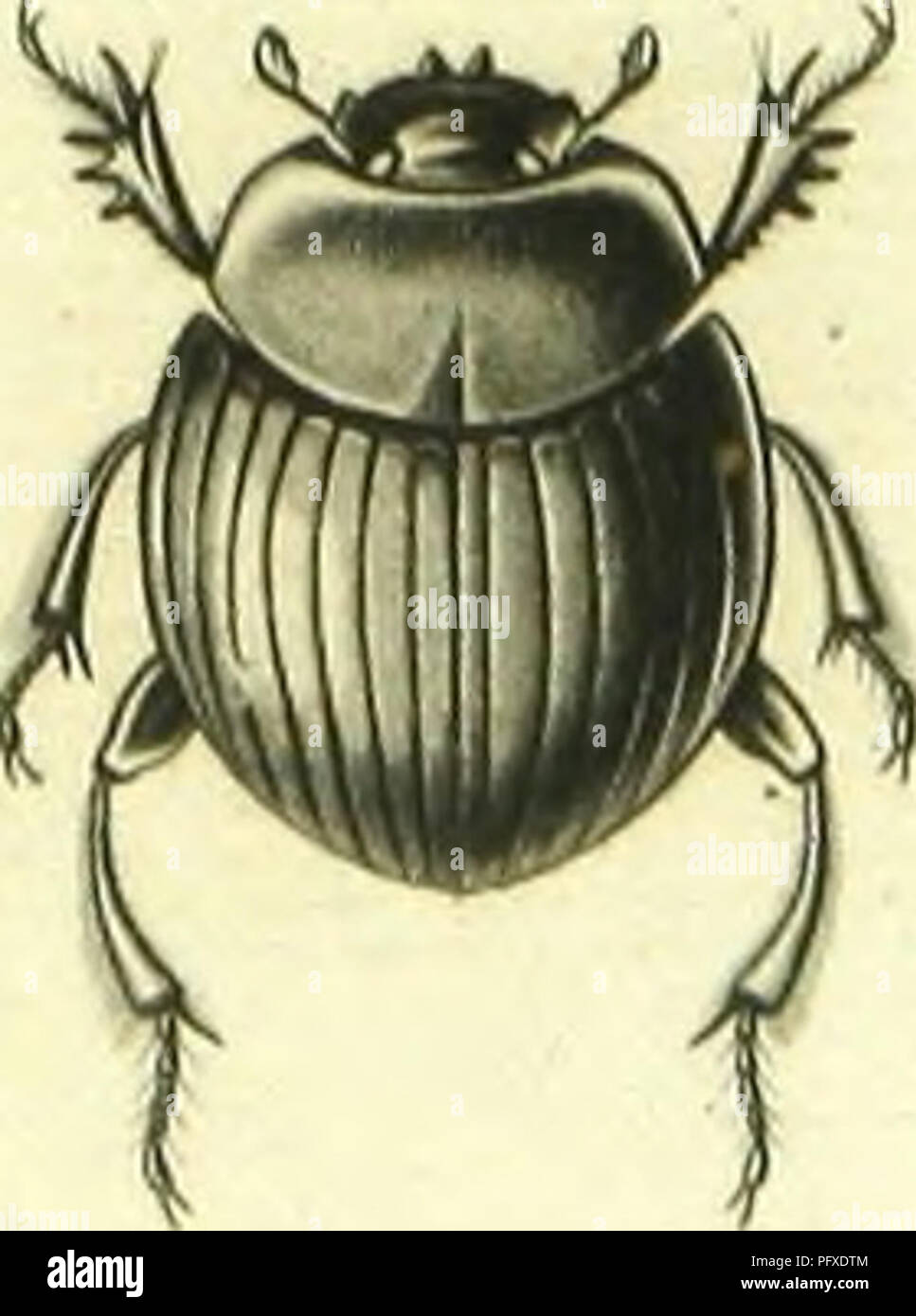 This French work provides a systematic and critical overview of beetle ...