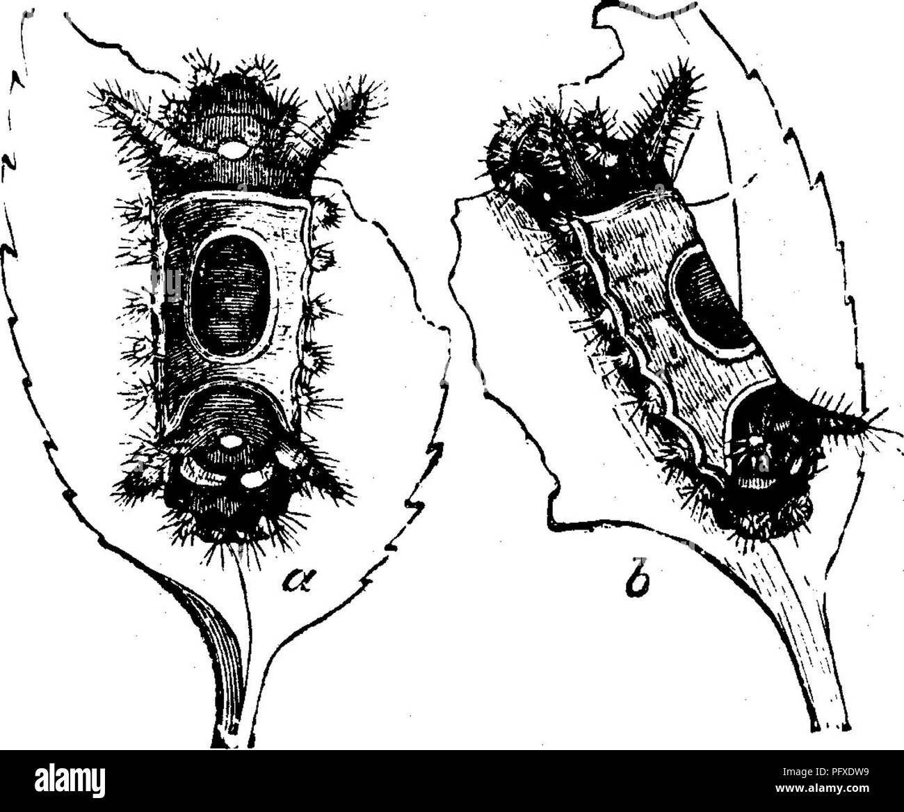 Cocoon of a moth Cut Out Stock Images & Pictures - Alamy
